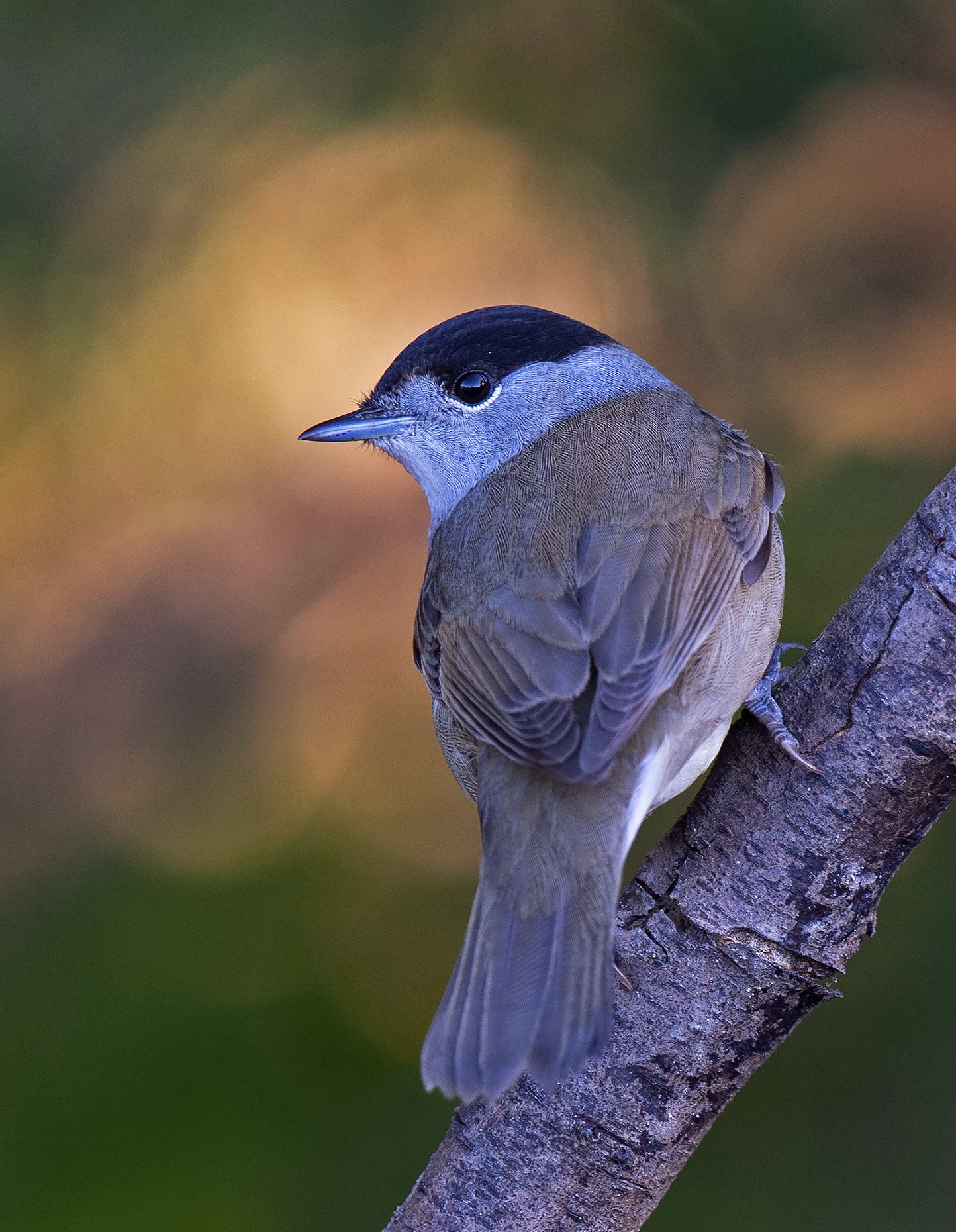 Secrets of the Blackcap