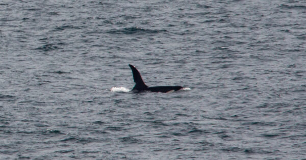 Nautilus Project launches orca location app for safer navigation