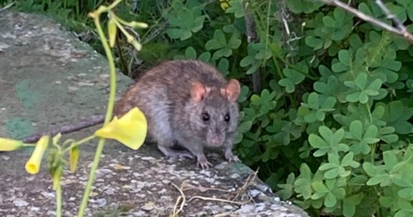 Milder winters mean growth in rat population, and a challenge for pest ...