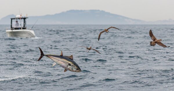 Bluefin tuna season to open tomorrow with 25t quota