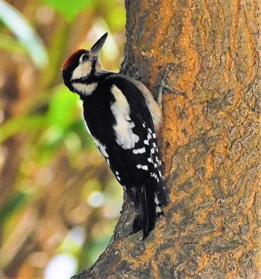 After 46 years, rare great spotted woodpecker found