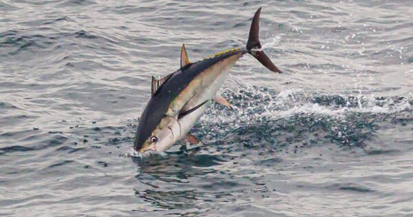 Bluefin tuna season to reopen, pushing total allowable catch to nearly ...