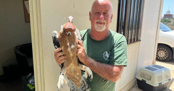 Raptor Unit finds success with breeding and rehabilitation efforts