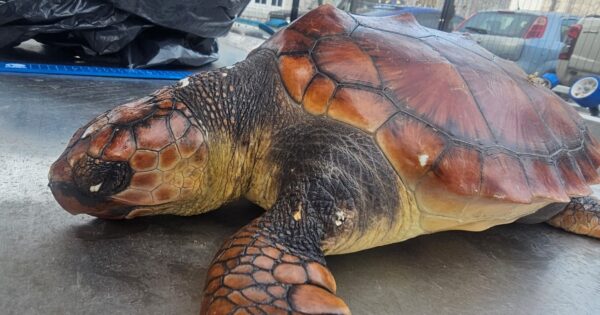 Concerns rise as loggerhead turtle found dead