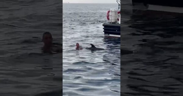 Distressed dolphin tangled in fishing line rescued in the Bay