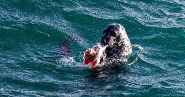 Grey seal feasts on conger off Europa Point