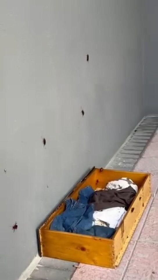 ‘Severe’ cockroach infestation shocked professionals