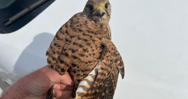 Injured kestrel rescued near Northern Defences begins recovery at ...