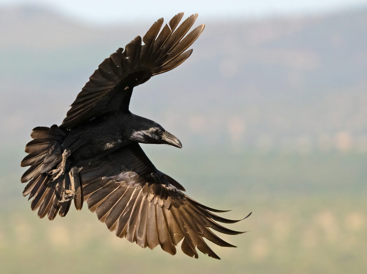 Crow species granted highest protection under Nature Protection Act