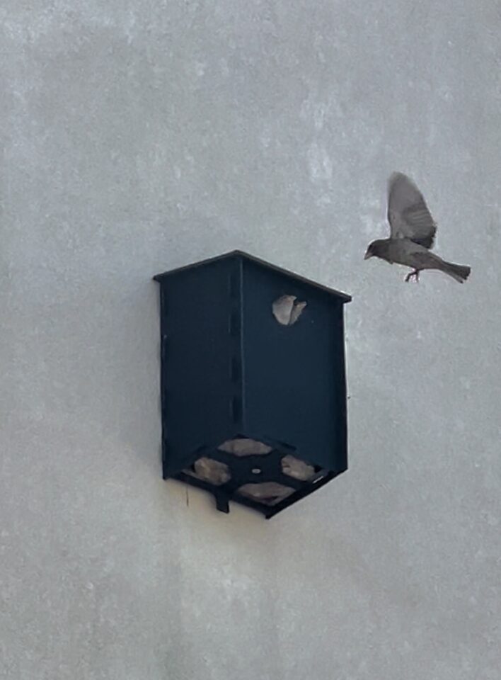 Bird box study highlights swift and sparrow activity across Gibraltar
