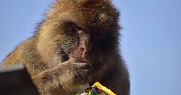Monkeys learn to swallow soil so they can keep eating junk food – research