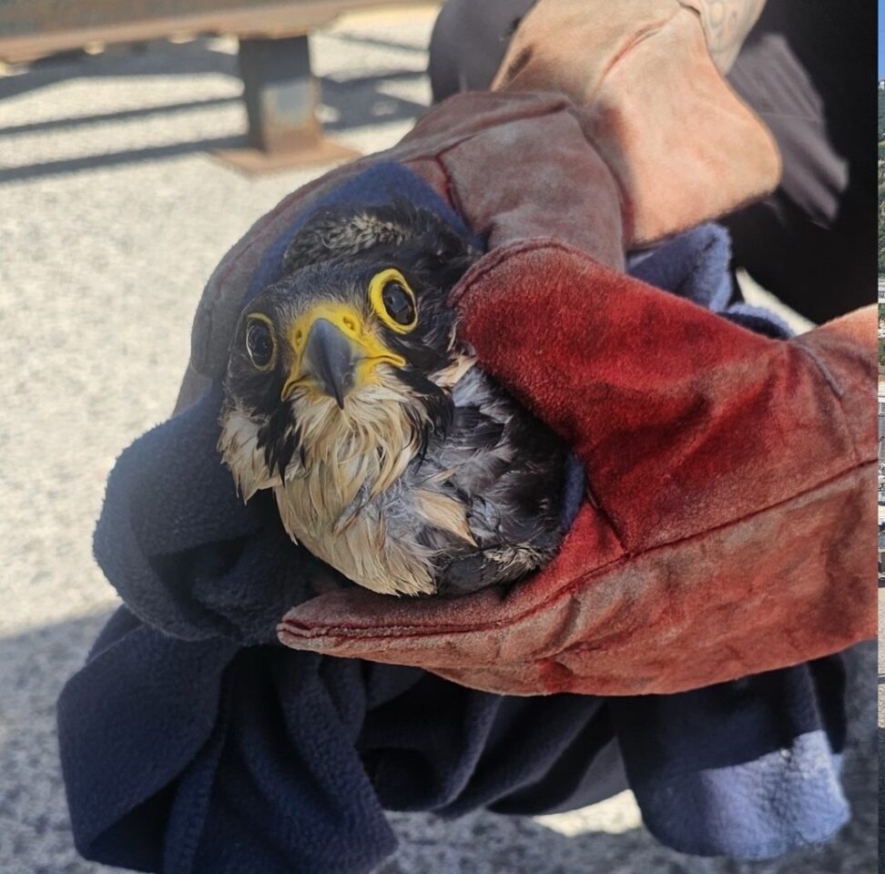 Peregrine falcon rescued from sea after being found injured near Rosia Bay