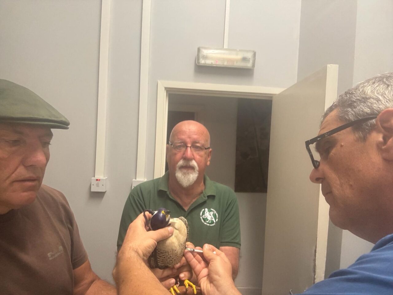 Peregrine falcon rescued from sea after being found injured near Rosia Bay