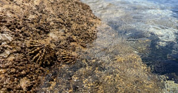 Rare limpets found thriving on Westview Park revetment, including ...