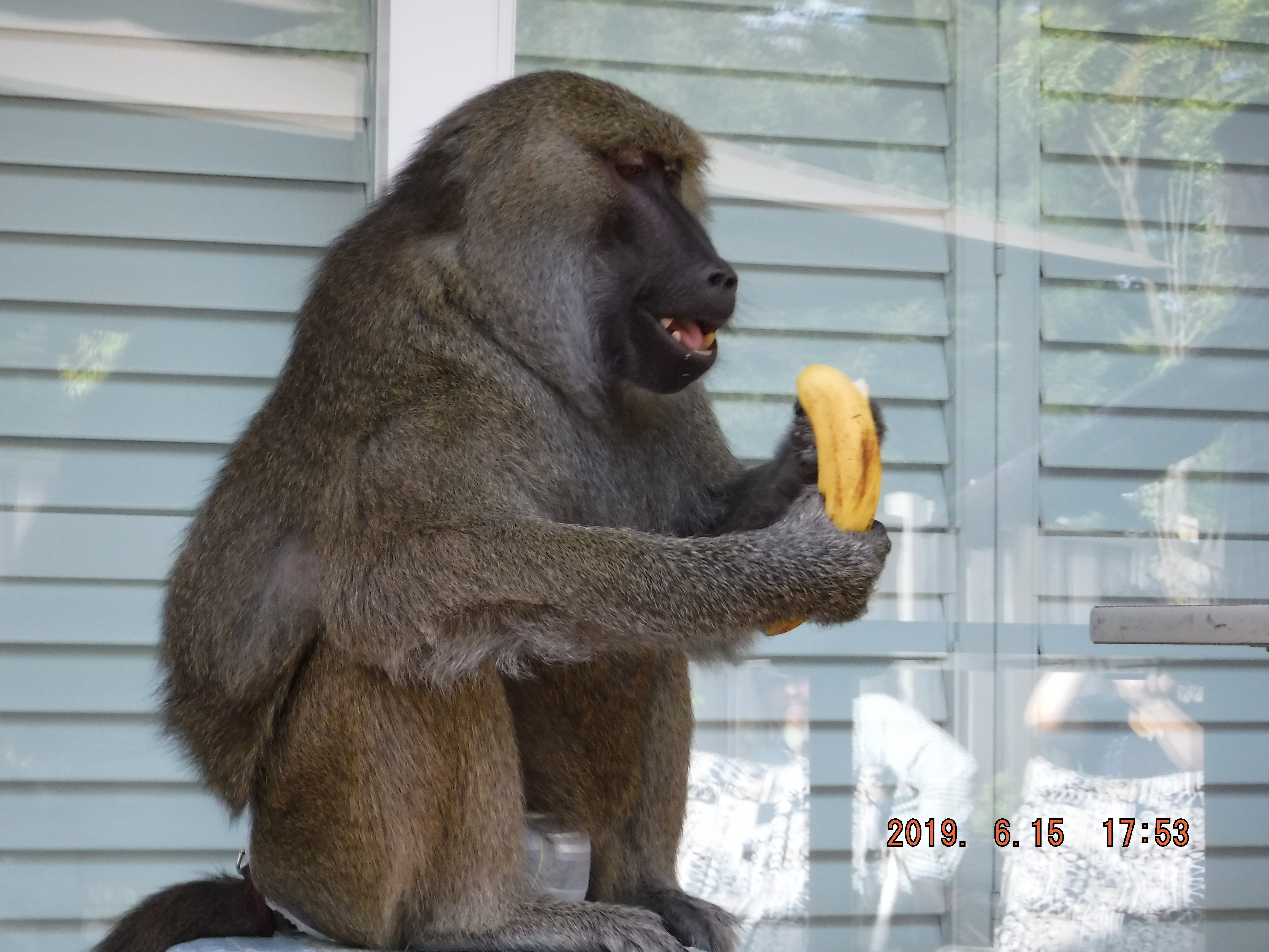 Hire Wild About Monkeys! - Animal Entertainment in Napa, California