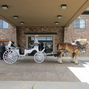 Top Horse Drawn Carriages for Hire in Denver, CO (100% Guaranteed ...