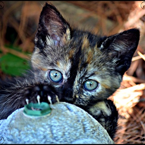 Hire Picture This Photography by Renata - Photographer in ...