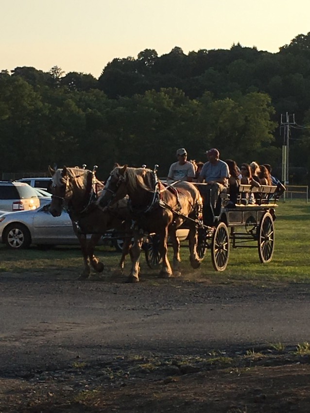 Hire Running Springs Farm Horse Drawn Carriage Service - Horse Drawn ...