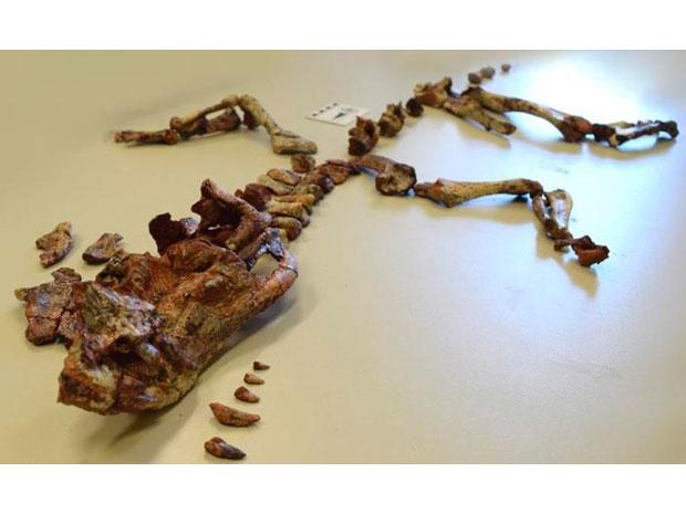 Brasil | Encuentran fosil de dinosaurio de una especie rara ...