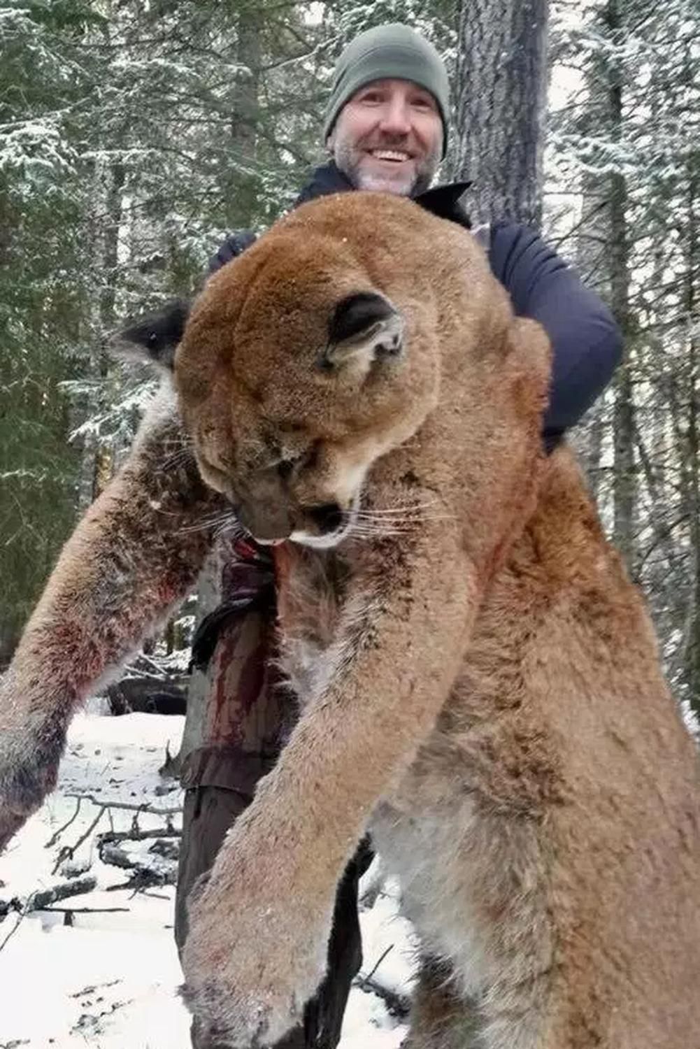 Facebook: repudian a conductor de TV que mató a puma y luego lo devoró ...