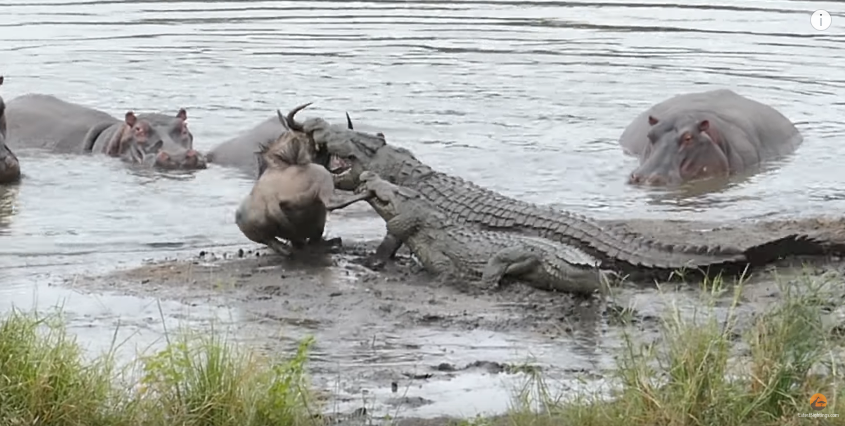 YouTube: hipopótamos y cocodrilos en impactante batalla por salvar a los antílopes atacados ...