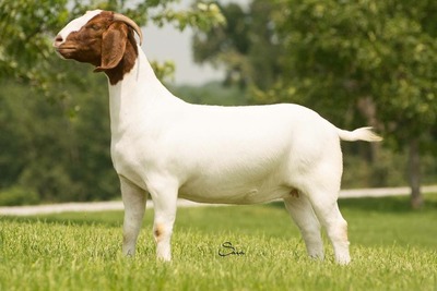 Registered Fullblood and Percentage Boer Goats | Mayne Boer Goats