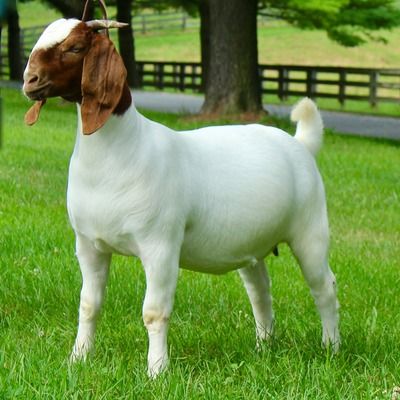 Quality Boer Goats | Mayne Boer Goats