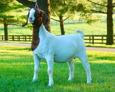 Quality Boer Goats | Mayne Boer Goats