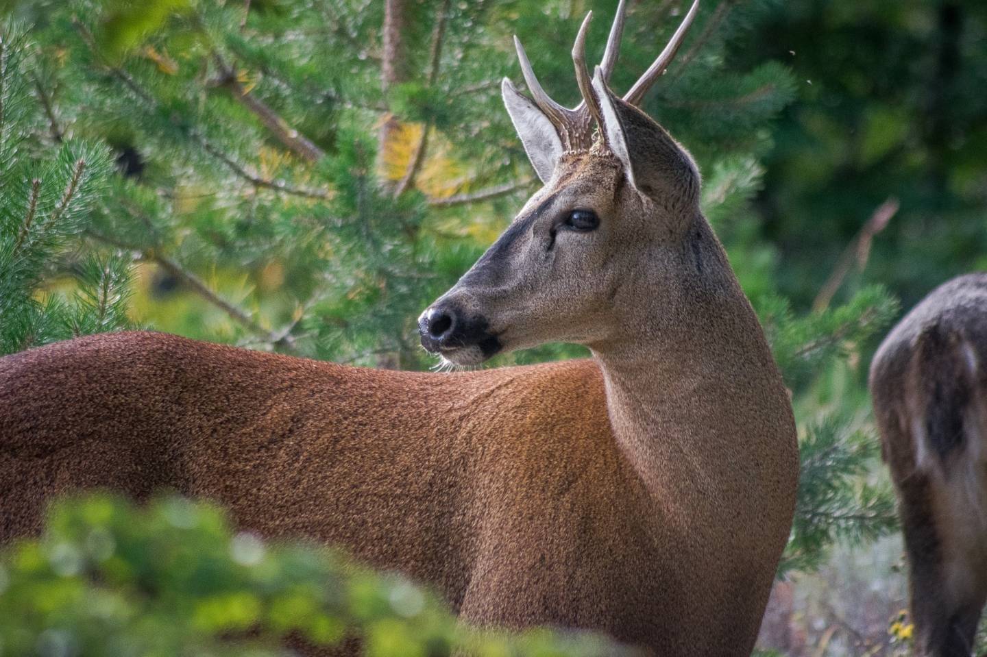 Día Internacional del Huemul: Conoce datos desconocidos del animal ...