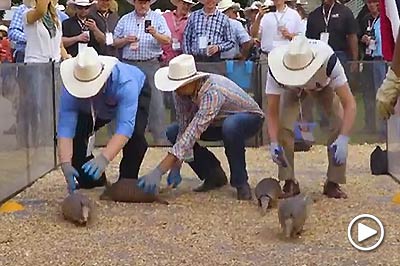Armadillo Racing Jump Page - San Antonio DMC / Austin DMC / Houston DMC ...