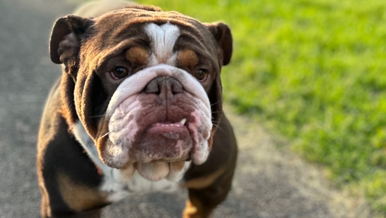 Boss & Pablos Dog... | Book Your Appointment Online Now