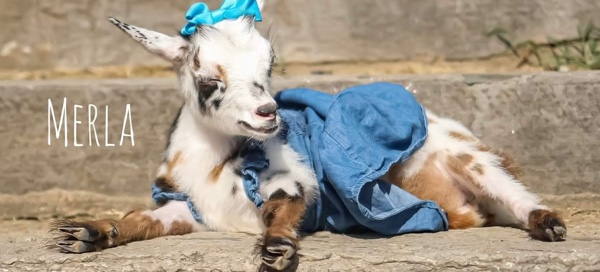 Merla “The Goat” | Book Your Appointment Online Now