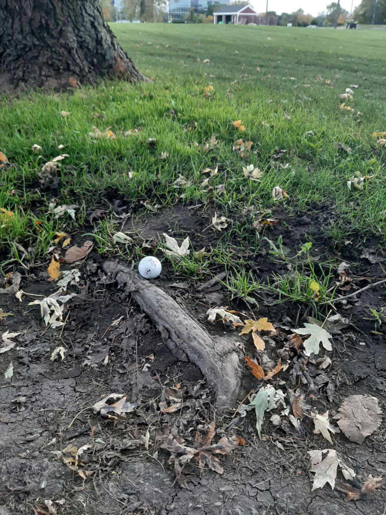 Tree Roots - Rules of Golf and Etiquette - GolfWRX