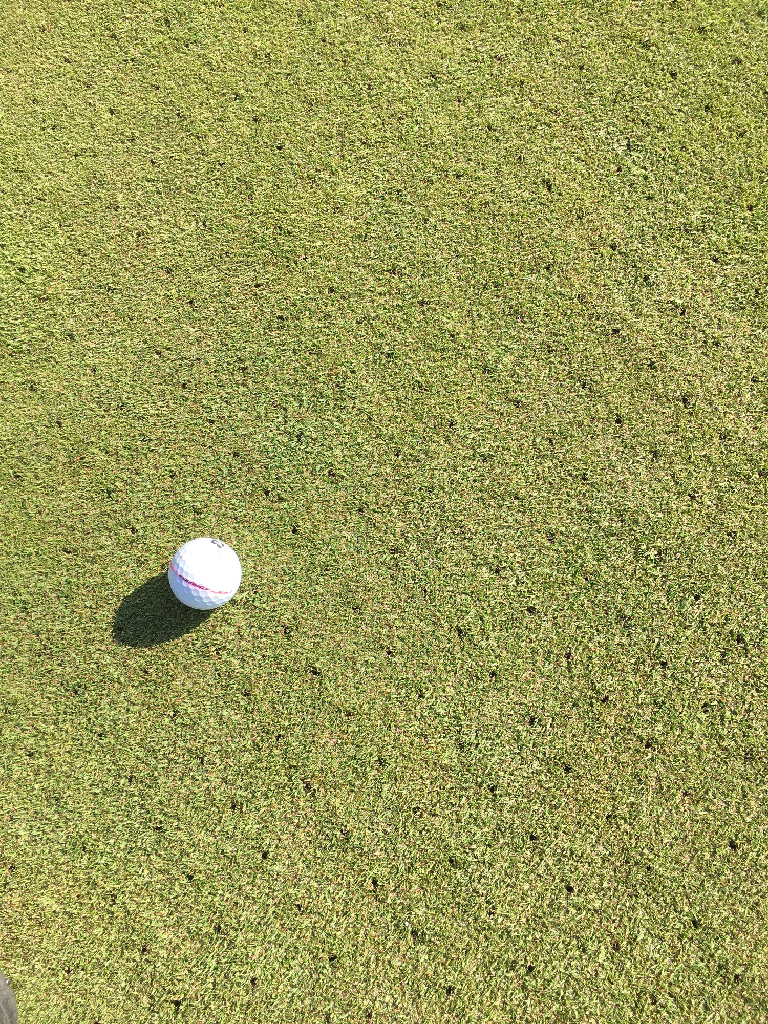 Pelican Hill needle tining greens this week? - California - GolfWRX