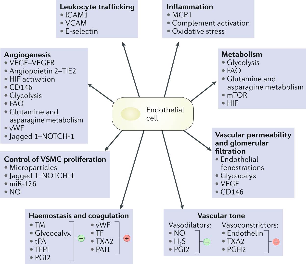 Endothelium structure and function in kidney health and disease Urolog