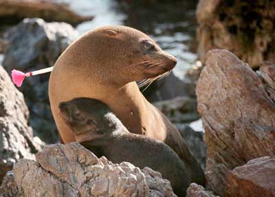 Birds and animals on the Peruvian coast – Chicago Tribune