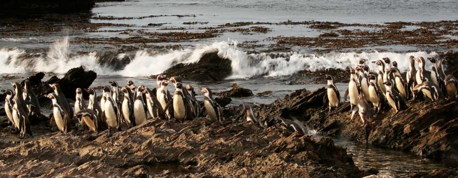 Birds and animals on the Peruvian coast – Chicago Tribune