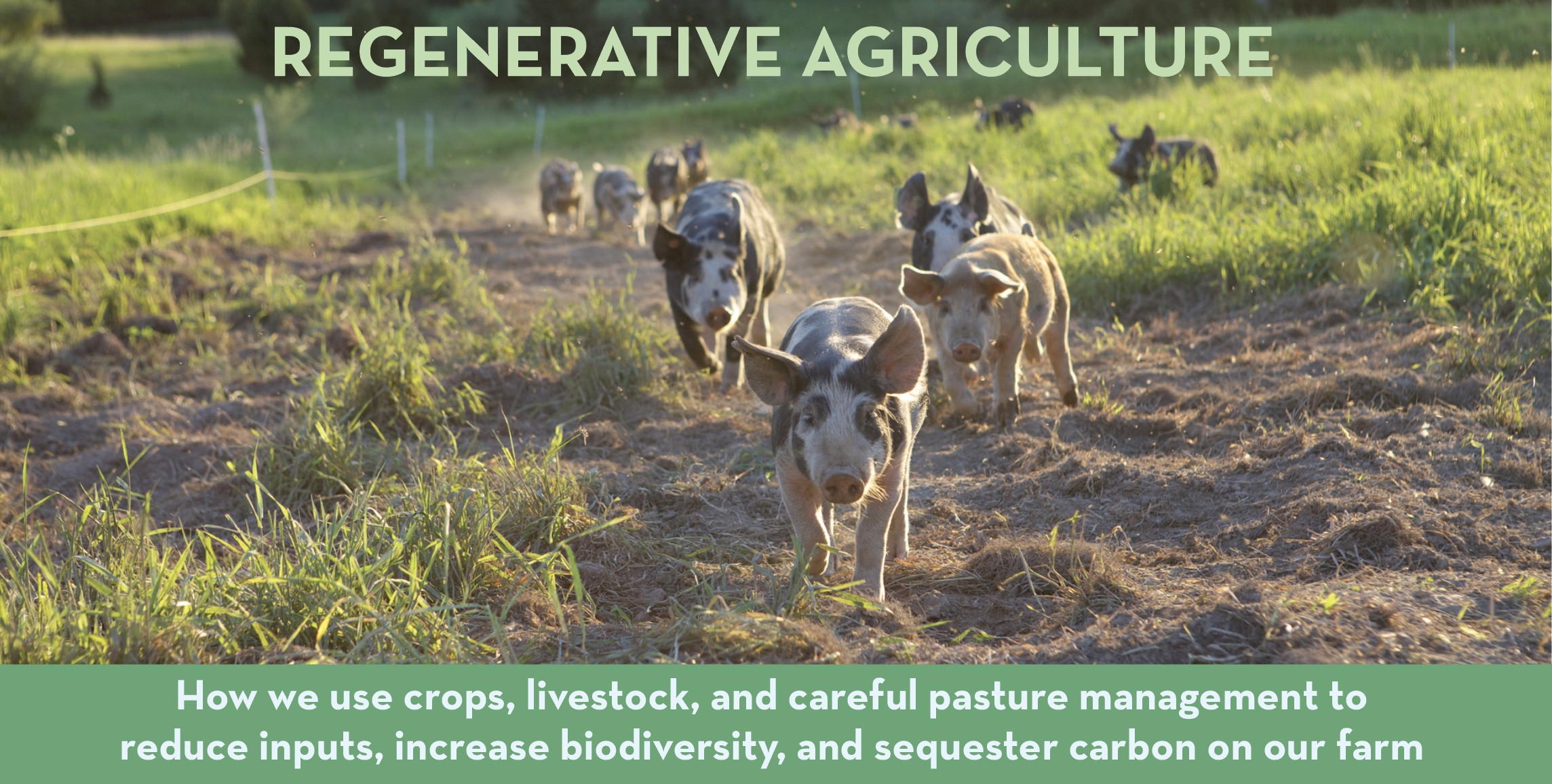 Avrom Farm: Regenerative Agriculture & Farm Delivery - Avrom Farm