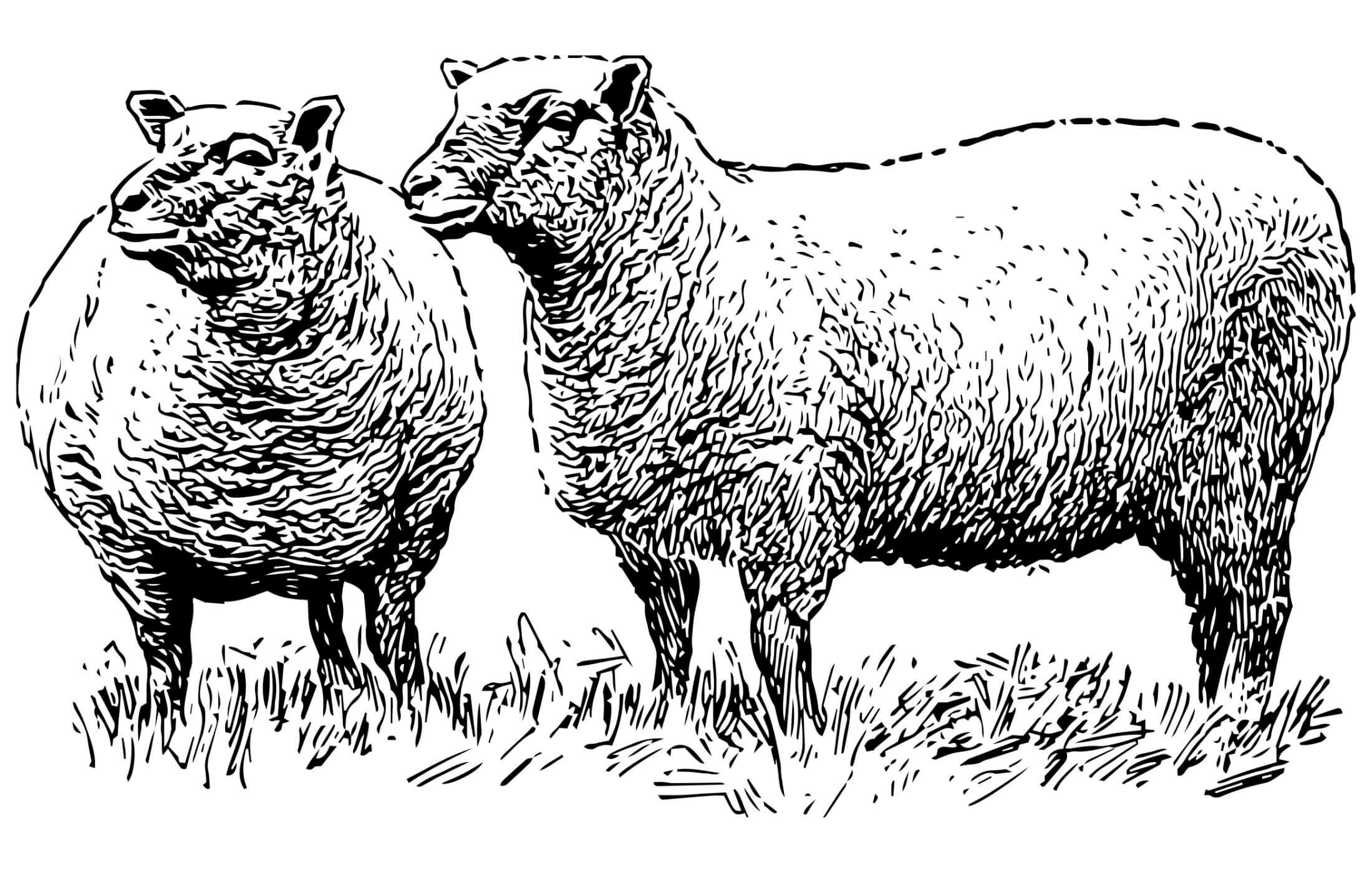 Local Lamb in Southwest Michigan - Bethlehem Farm