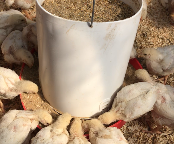 Broiler Grower Feed Botany Bay Farm