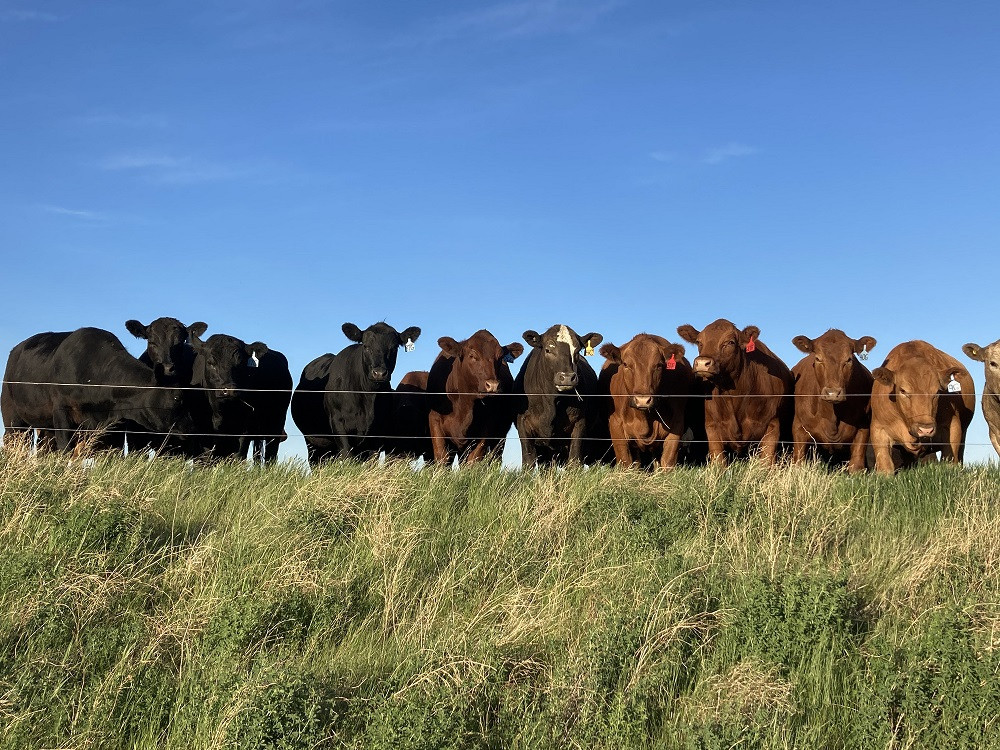 Homepage - Box H Farm