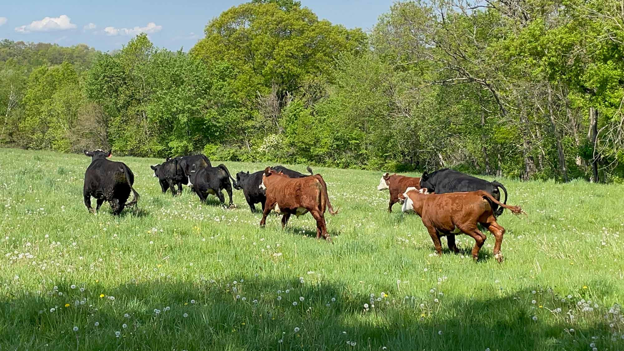 Champlin’s Sugar Creek Farm • Grass-fed Beef (La Crosse, WI) - Champlin ...