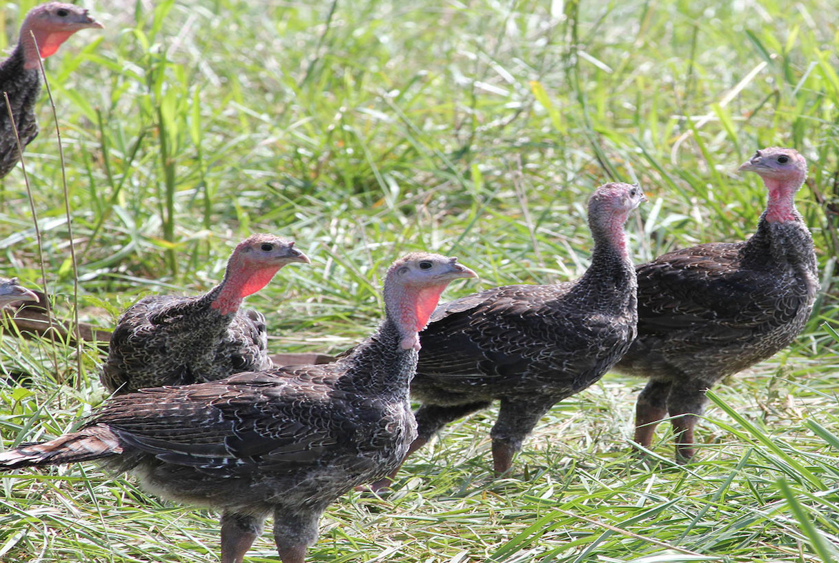 Store - Little Way Farm