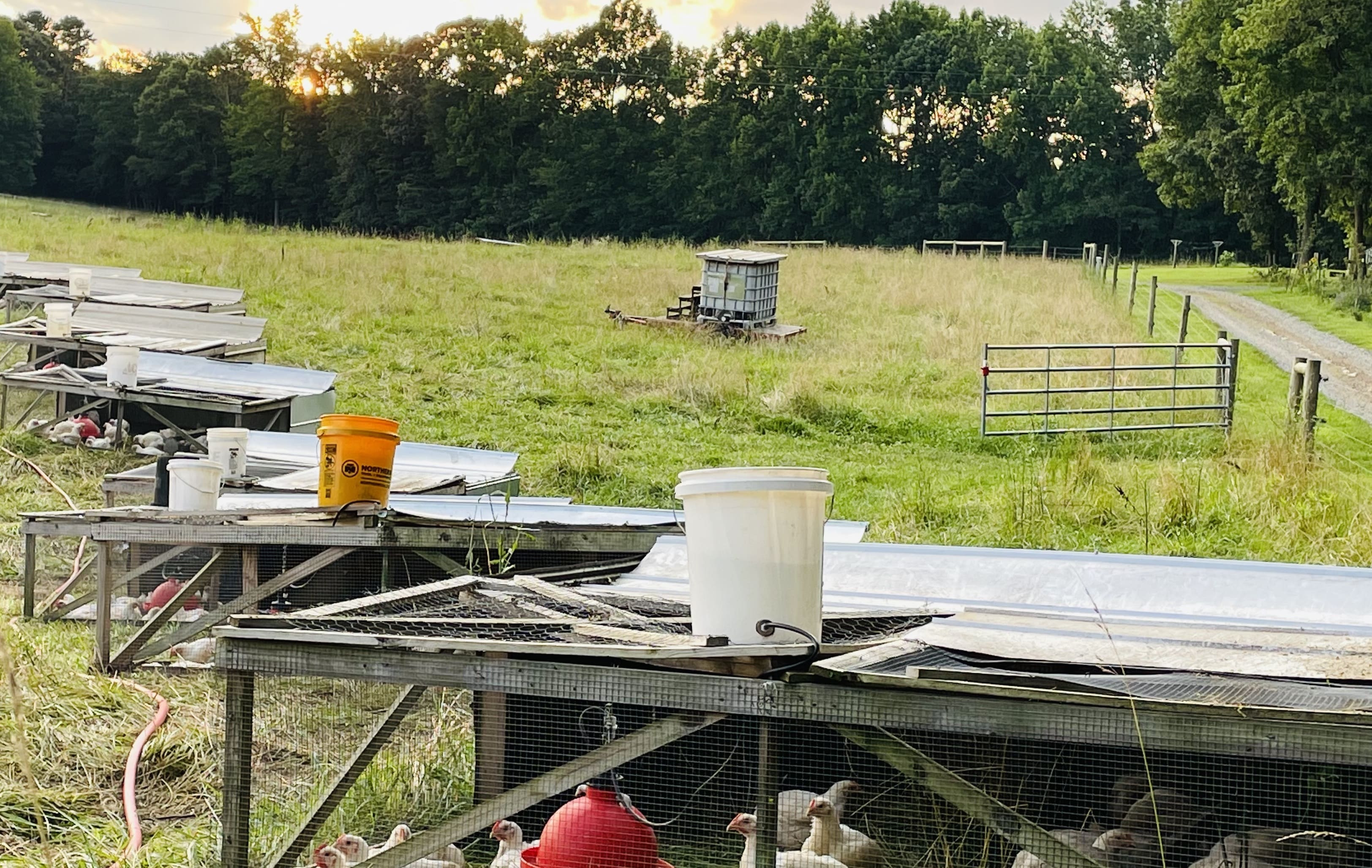 Home - Little Way Farm