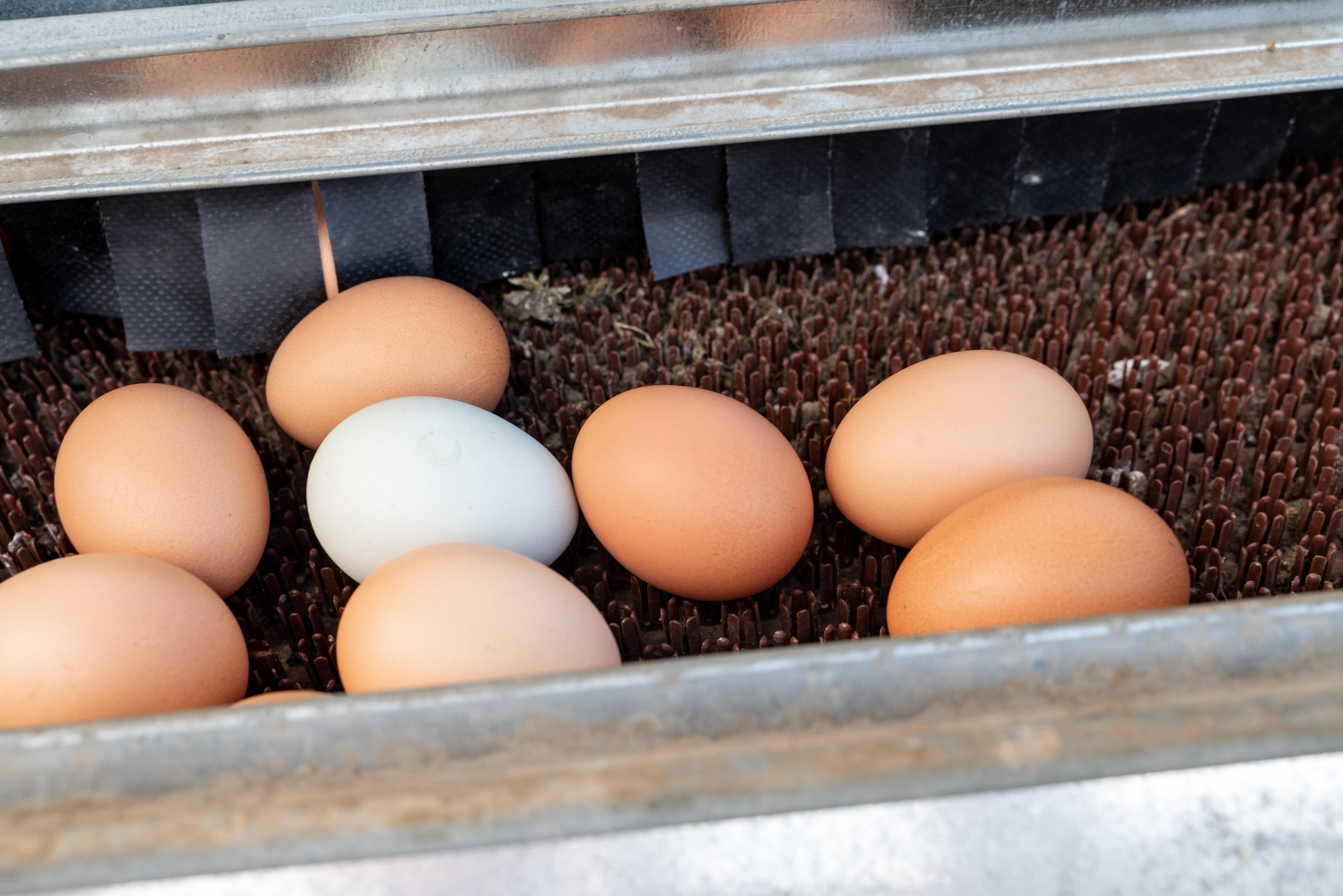 Do Farm Fresh Eggs Actually Need To Be Refrigerated Here s Our Tips On Do Farm Fresh Eggs Actually Need To Be Refrigerated Here s Our Tips On