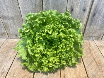 The Produce Patch: Lettuce - Dutch Meadows Farm