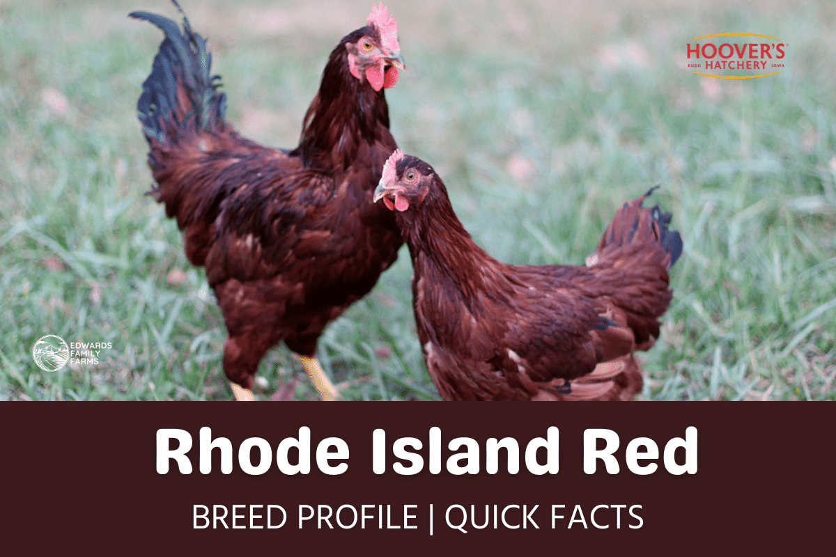 Rhode Island Red - Quick Facts - Edwards Family Farms NC LLC