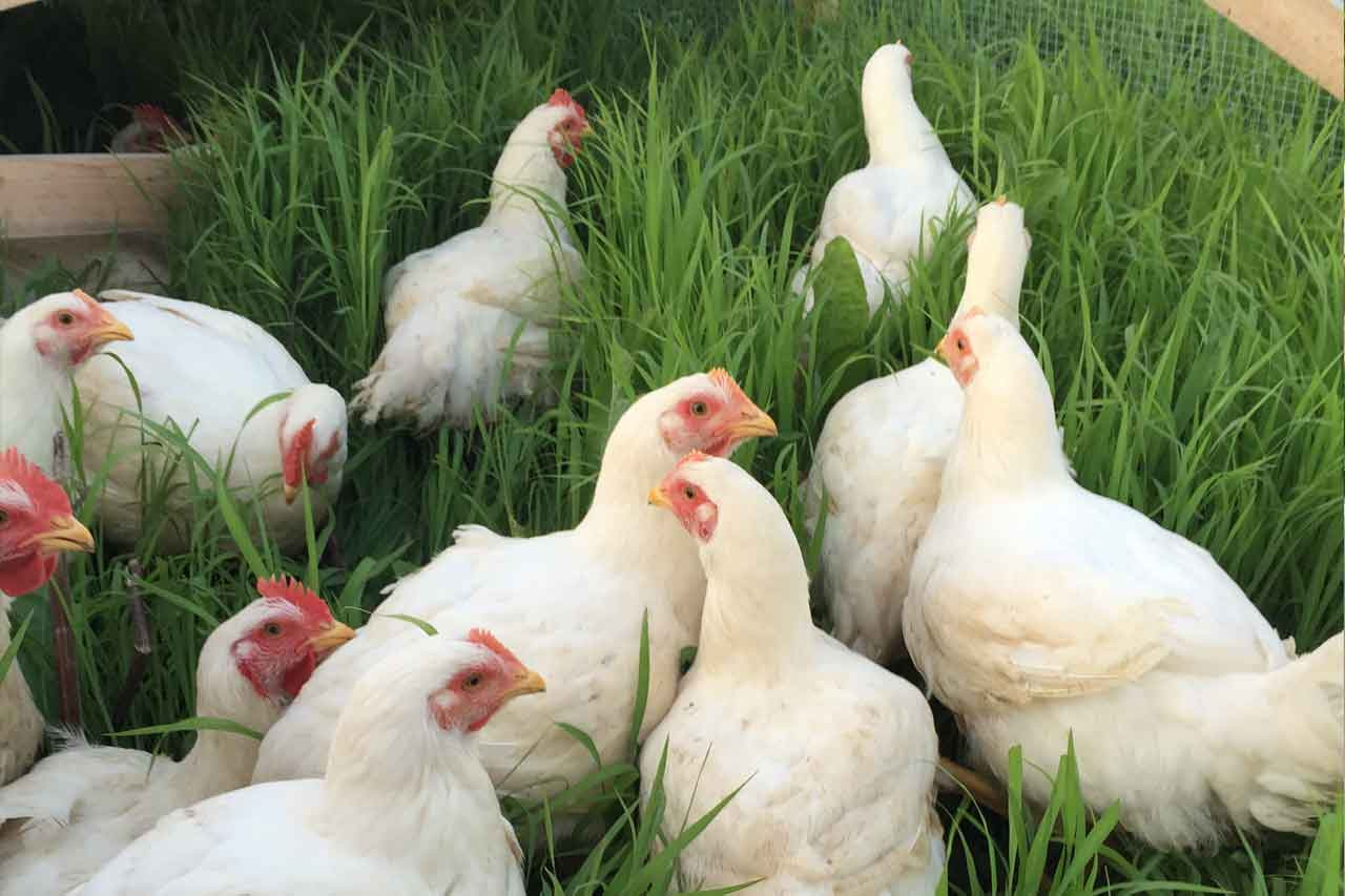 Ferguson Farms - Ferguson Farms