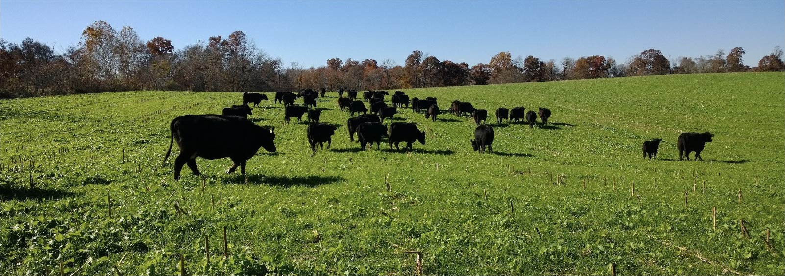 Natural Indiana Beef & More - Fischer Farms