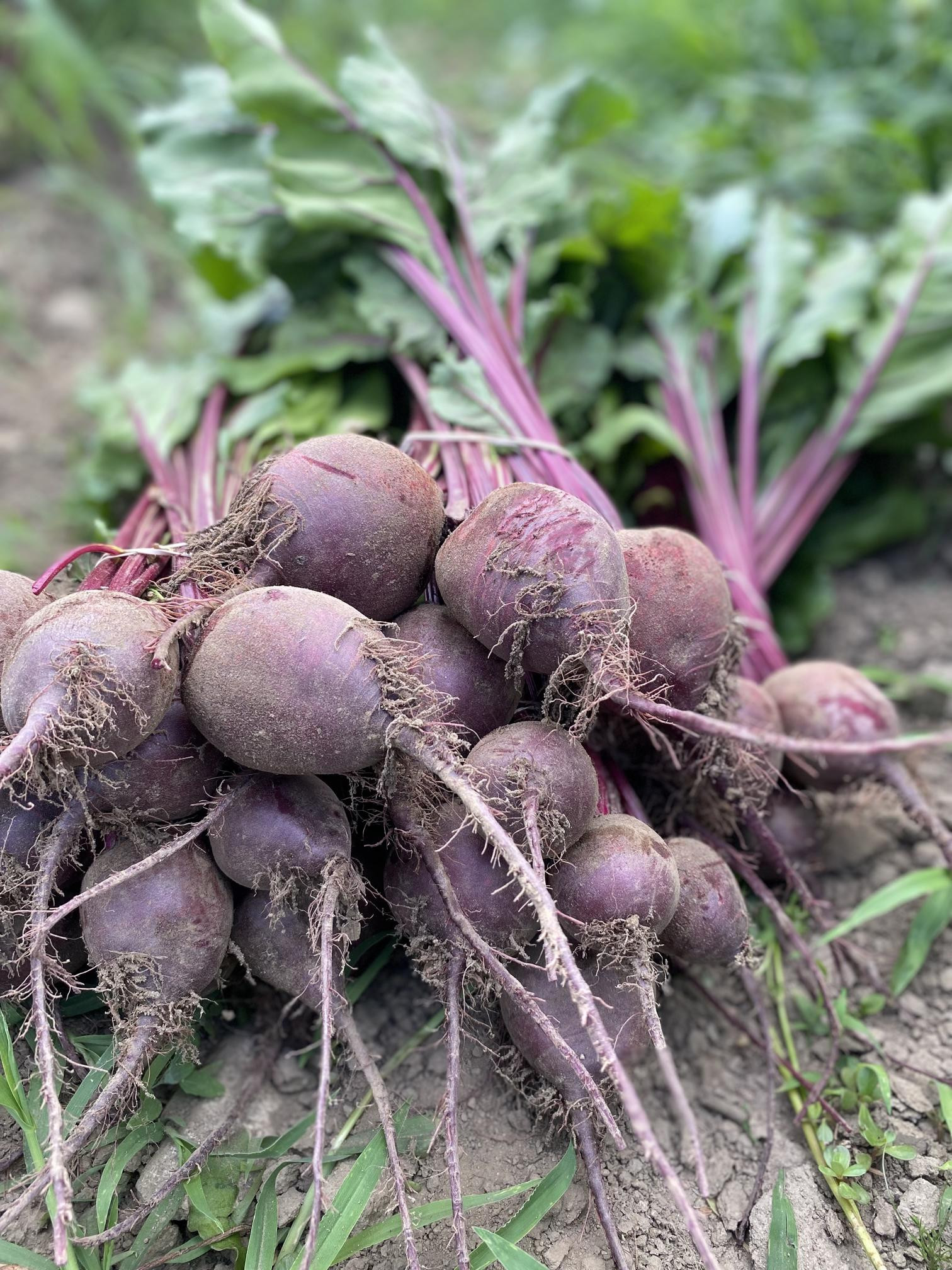 Shop Now - Forsyth Family Farm